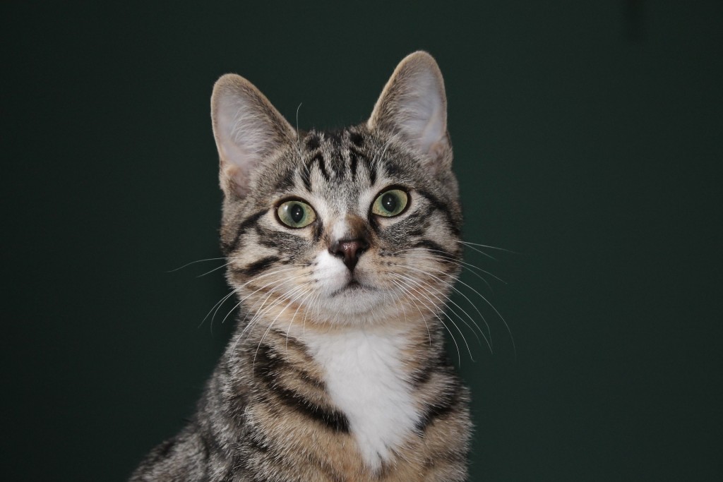 How To Stop A Cat From Spraying How To Stop A Cat From Spraying